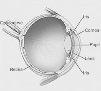 Scotoma | Types, Causes & Treatment - Lesson | Study.com