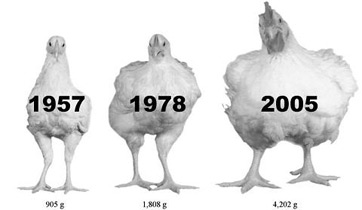 Genetic Manipulation | History, Definition & Uses - Lesson | Study.com