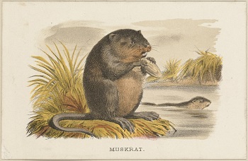 Muskrat v. United States | Case Brief, History & Significance | Study.com