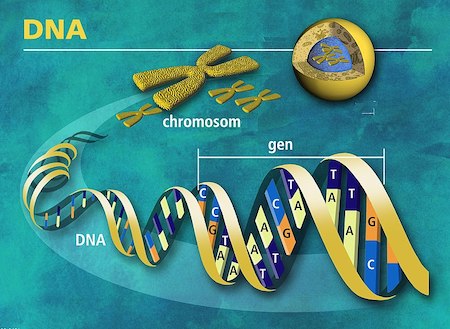 Synapsis in Meiosis & Mitosis | Definition, Occurrence & Process ...