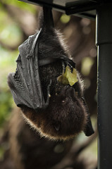 Fruit Bat Facts: Lesson for Kids | Study.com