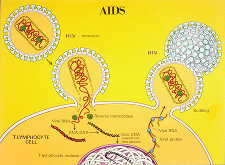 Provirus Definition, Viral Cycles & Examples | Study.com