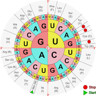 Amino Acid Residue | Overview, Structure & Examples - Lesson | Study.com