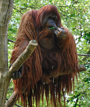 Bornean Orangutan: Habitat, Adaptations, Diet & Facts | Study.com