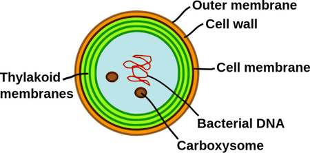 Cyanobacteria Labeled