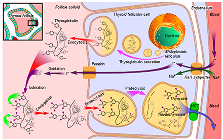 Analyzing how Regulators, Hormone Actions and Cell to Cell Contact ...