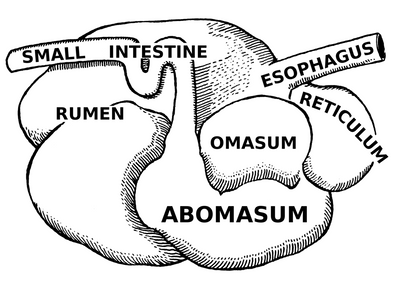 Livestock Anatomy & Physiology | Study.com