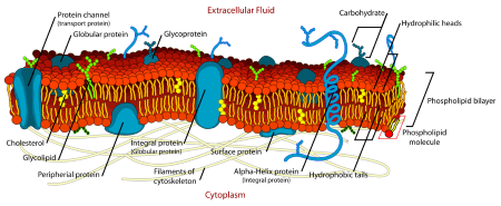 Cell Membrane's Selective Permeability | Reason & Examples - Lesson ...