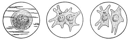 Parasite | Definition, Types & Examples - Lesson | Study.com