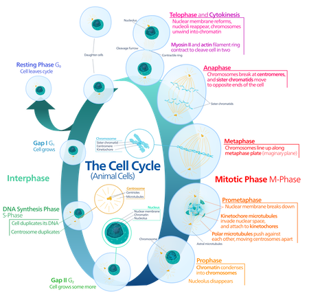 Mitosis Phases, Function & Purpose - Lesson | Study.com