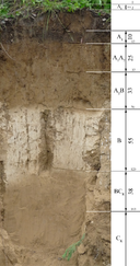 Soil Composition, Formation & Factors - Lesson | Study.com