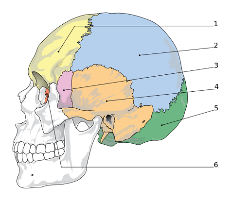 Flashcards - Skull Bones List & Flashcards | Study.com