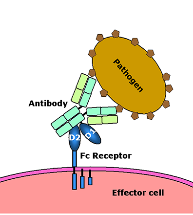 Analyzing how Regulators, Hormone Actions and Cell to Cell Contact ...