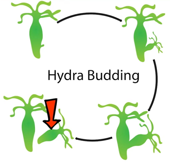 Cnidaria & Ctenophora | Habitat, Types & Characteristics - Lesson ...