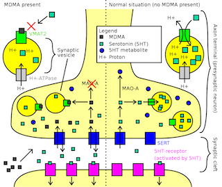 Personality & Genetics | Overview & Examples - Lesson | Study.com