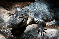 Difference Between Alligators & Crocodiles: Lesson for Kids | Study.com