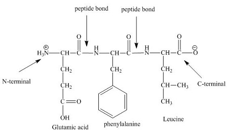 Modify structures of Glu, Phe, Leu amino acids to form a tripeptide ...