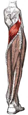 Popliteus Muscle | Action, Function & Location | Study.com