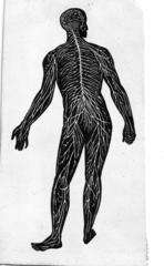 Vagus Nerve | Function, Location & Pathway - Lesson | Study.com