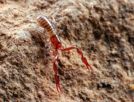 Pseudo Prefix | Definition & Root Word - Lesson | Study.com