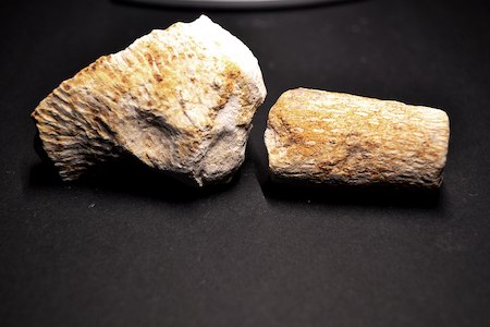 Fossil Record | Definition, Importance & Examples - Lesson | Study.com