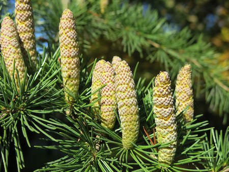 Pollen Grain Definition, Features & Function - Lesson | Study.com