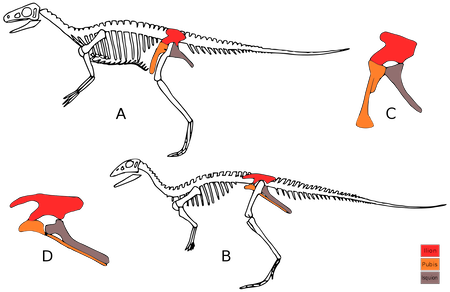 Saurischian Dinosaurs | Definition, Characteristics & Examples | Study.com