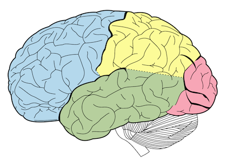 Brain & Language | Physiology & Speech Production - Lesson | Study.com