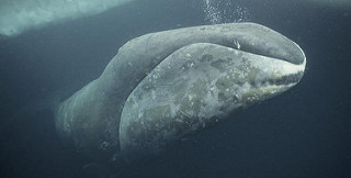 Bowhead Whale Facts: Lesson for Kids | Study.com