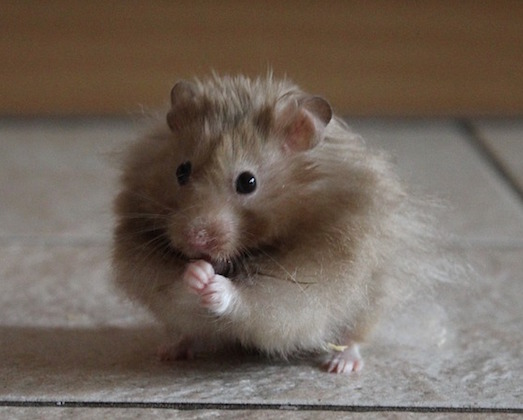 Flashcards - Spanish Pets Flashcards | Study.com