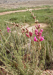 Complete Dominance | Definition, Law & Examples - Lesson | Study.com