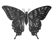 Rotational Symmetry & Reflection of Polygons - Lesson | Study.com