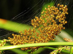 Life Cycle of a Spider: Lesson for Kids | Study.com