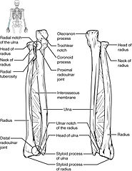 Arm & Hand Bones | Anatomy and Diagram - Lesson | Study.com