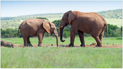 Lily in The Giver: Character Analysis & Traits | Study.com