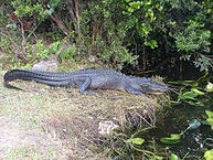 Facts About the Everglades: Lesson for Kids | Study.com