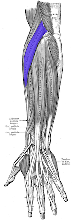 Extensor Carpi Radialis Longus | Origin, Insertion & Innervation ...