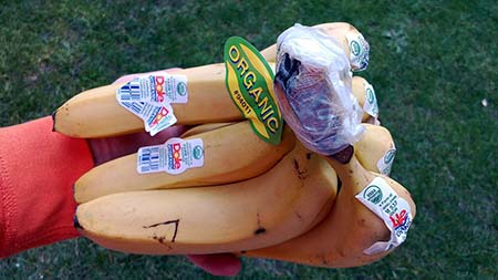 GMO Food | Overview, Pros & Cons | Study.com