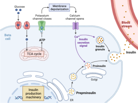 Interpreting a Figure of Hormone Actions for Cell Communication at a ...