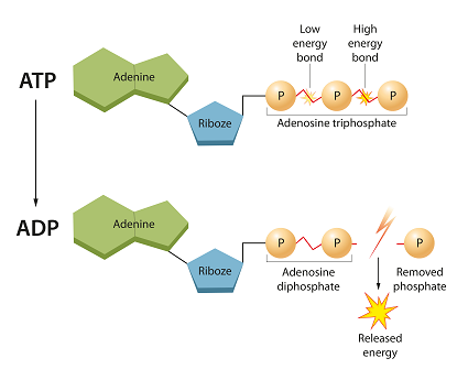 Quiz & Worksheet - Role of Muscle Contractions in Homeostasis | Study.com