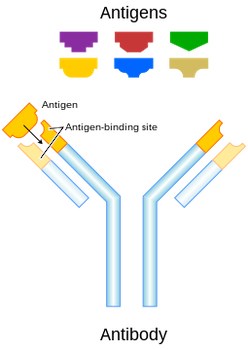 Antigenicity Definition & Example | Study.com