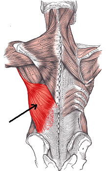 Latissimus Dorsi | Definition, Location & Function | Study.com