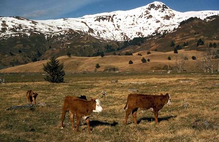 Manure & Fertilizer | Definition, Uses & Examples - Lesson | Study.com