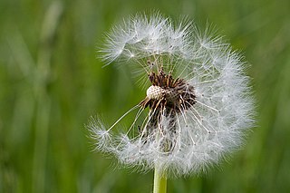 Concept Definition, Types & Examples - Lesson | Study.com