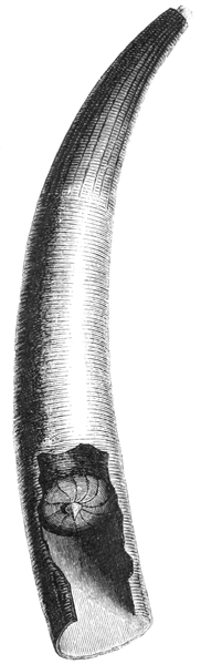 Mollusk & Phylum Mollusca | Characteristics, Types & Examples - Lesson ...