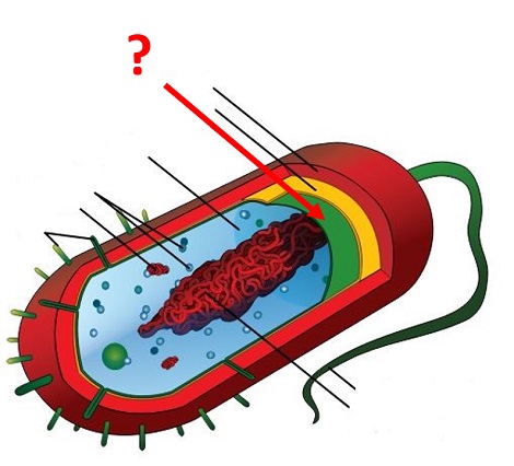 Flashcards - Bacteria Flashcards | Study.com