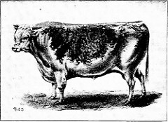 Freemartins in Brave New World | Definition & Critical Reception ...