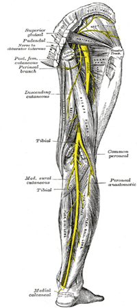 Biceps Femoris Muscle | Function, Origin & Insertion | Study.com