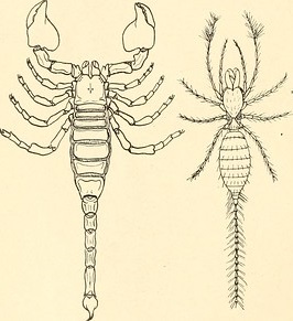 Palpigradi Order | Overview, Characteristics & Examples | Study.com