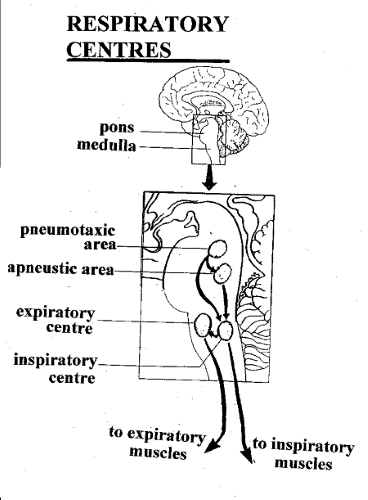 Quiz & Worksheet - Overview of Respiratory Rate | Study.com